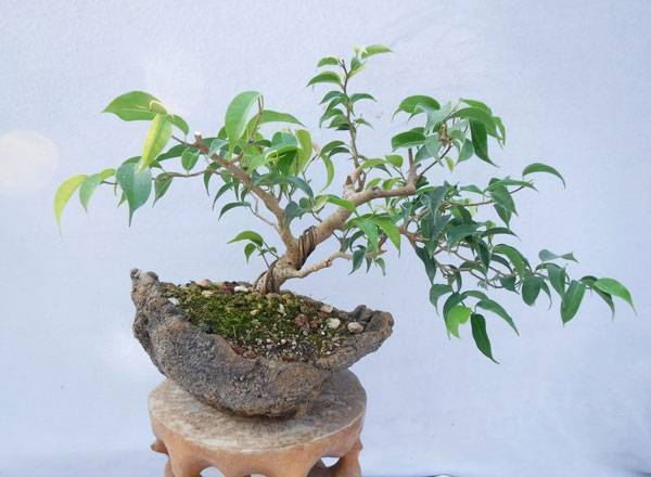 DaSu Bonsai Studios : Contorted Ficus Benjamina in Eggshell R0