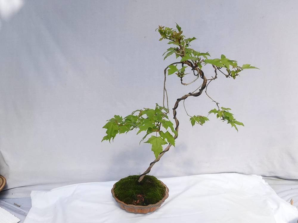 DaSu Bonsai Studios : Literati Style Amur Maple 011