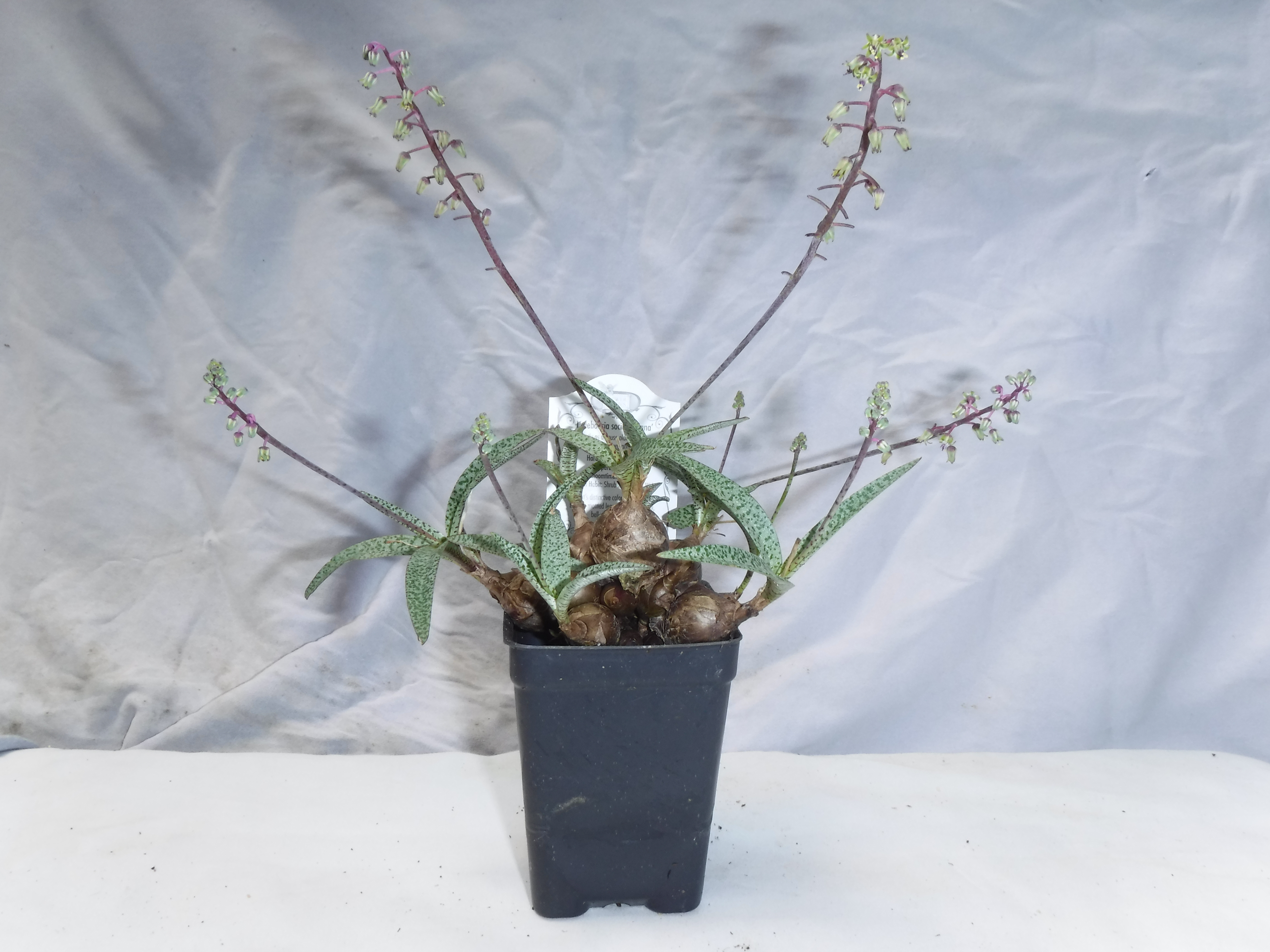 DaSu Bonsai Studios : Scilla, Mini Leopard Lily,