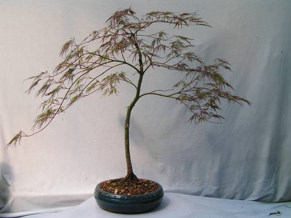 DaSu Bonsai Studios : Lace Leaf Literati Japanese Maple
