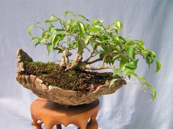 DaSu Bonsai Studios : Contorted Ficus Benjamina in Eggshell