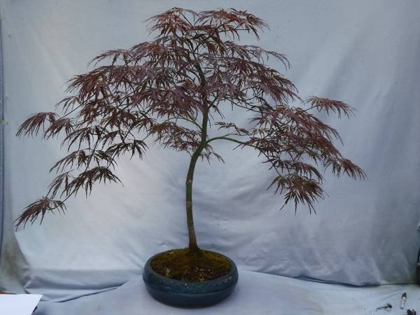 DaSu Bonsai Studios : Lace Leaf Literati Japanese Maple