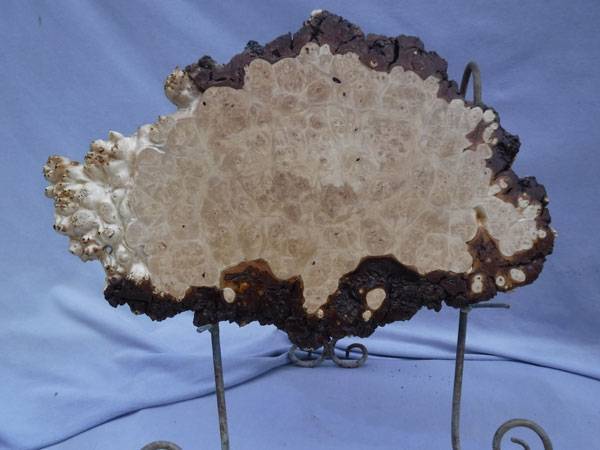 DaSu Bonsai Studios : Unstained Maple Burl 2127
