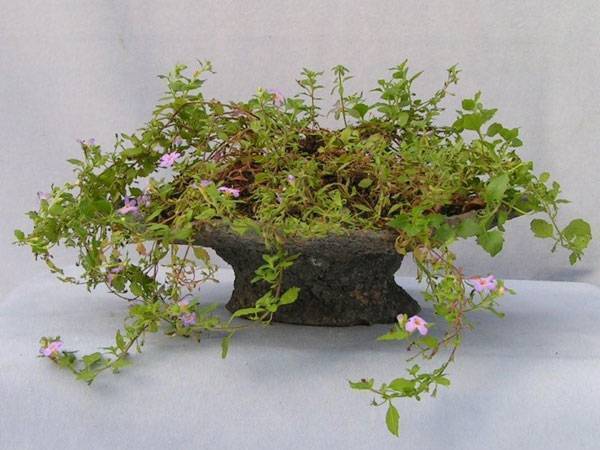 DaSu Bonsai Studios : Lavender Flower Bacopa